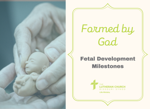 Formed by God-Fetal Development Milestones - Life Ministry